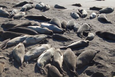Five Facts you should know about the Elephant Seal • Visit Cambria | CA