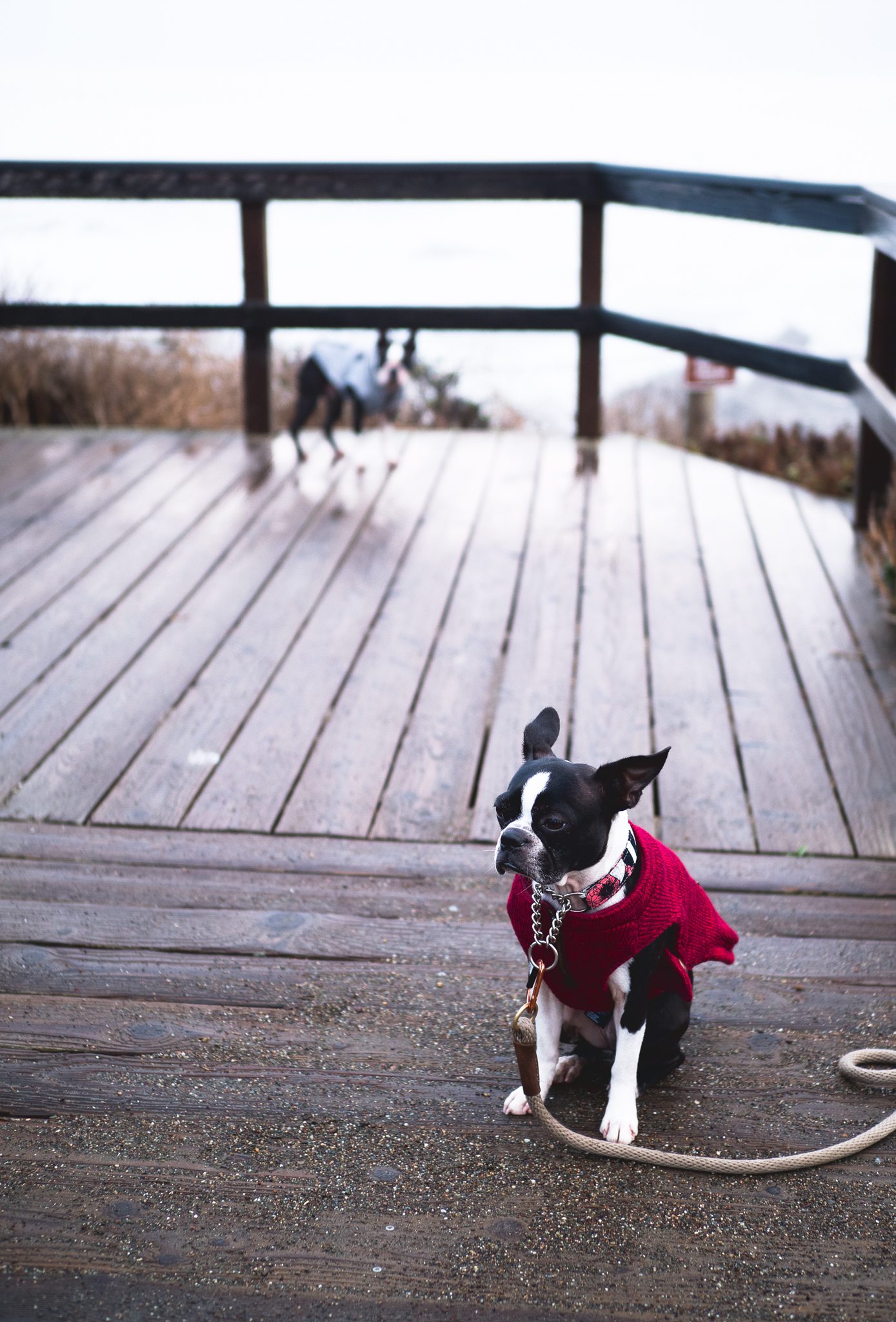 Escape to Cambria with my dogs • Visit Cambria | CA