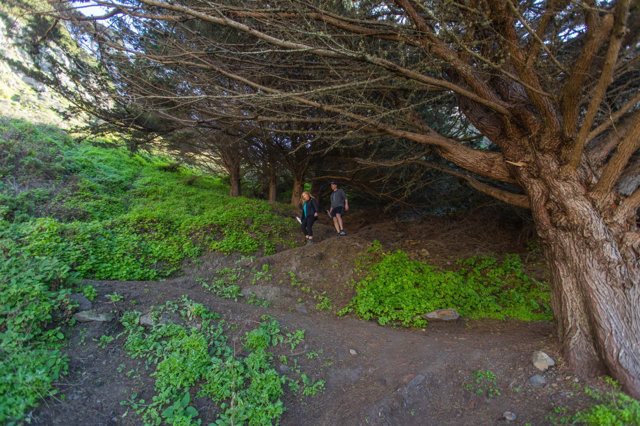 Exciting Things To Do in Cambria & the Central Coast • Visit Cambria | CA
